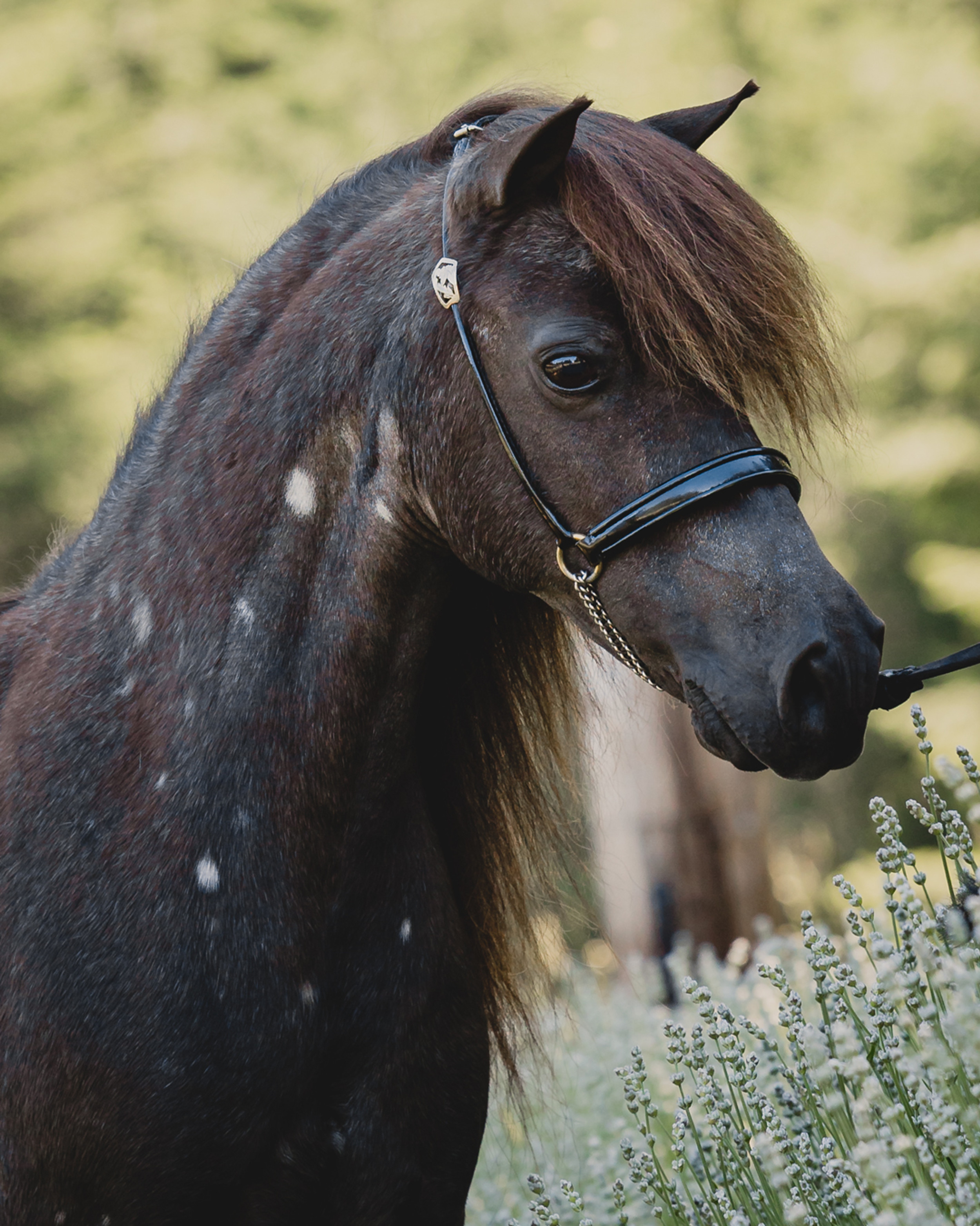 Majolicas Natalie Wood | Lavandin Equine