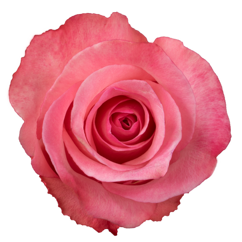 MILLENIAL PINK | ATTAR ROSES