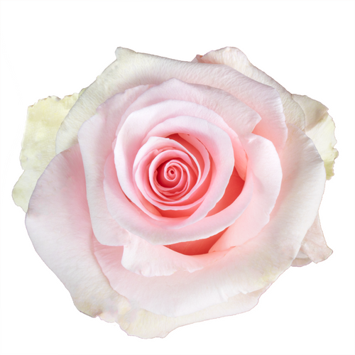 UNFORGIVEN | ATTAR ROSES