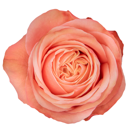 KAHALA | ATTAR ROSES