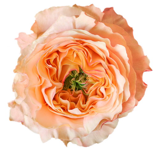 MELON X-PRESSION | ATTAR ROSES