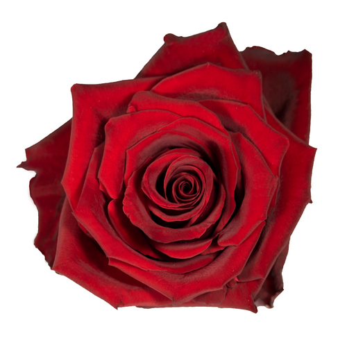 EXPLORER | ATTAR ROSES