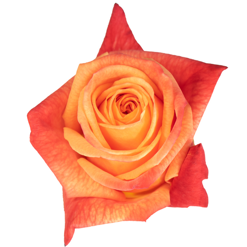 SUNSET GLORY | ATTAR ROSES