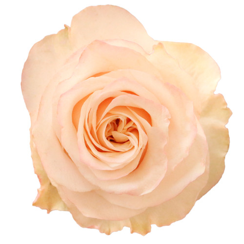 GLOW GIRL | ATTAR ROSES