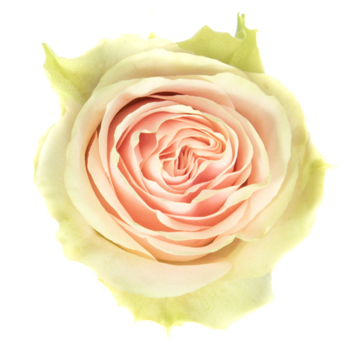 FRUTTETO | ATTAR ROSES