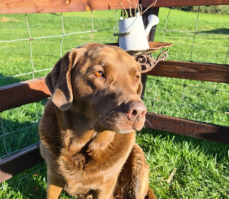 Meet The Team | Reach Out Caring