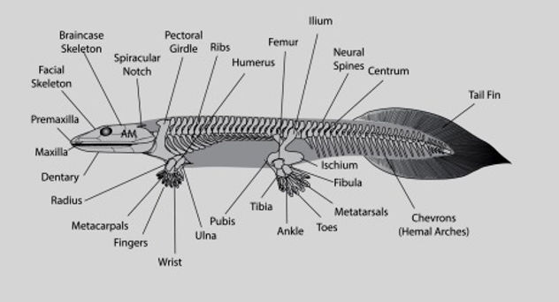 Morphology | Acanthostega
