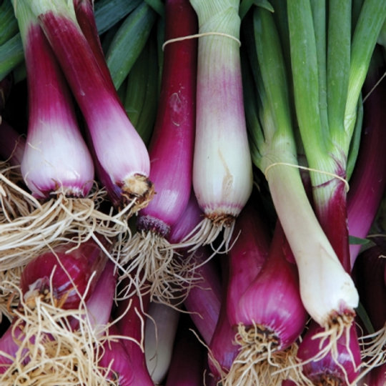 Miracle Maker Purple Spring Onion Seeds | Something Pretty