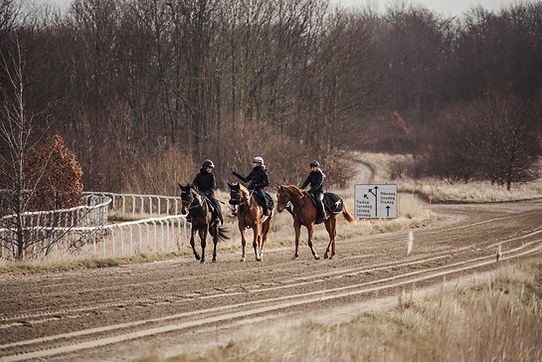 Start | Team OB Racing | Galopptränare Jägersro, Sverige