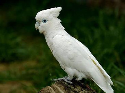 Aves e Cia - Criadores de Cacatua Ducorpsii autorizados pelo Ibama