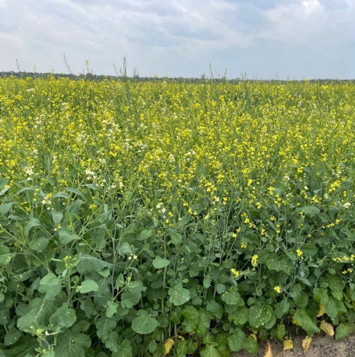 Carinata: Futuro Agrícola