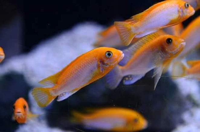 Labidochromis Sp. Hongi Sunflower