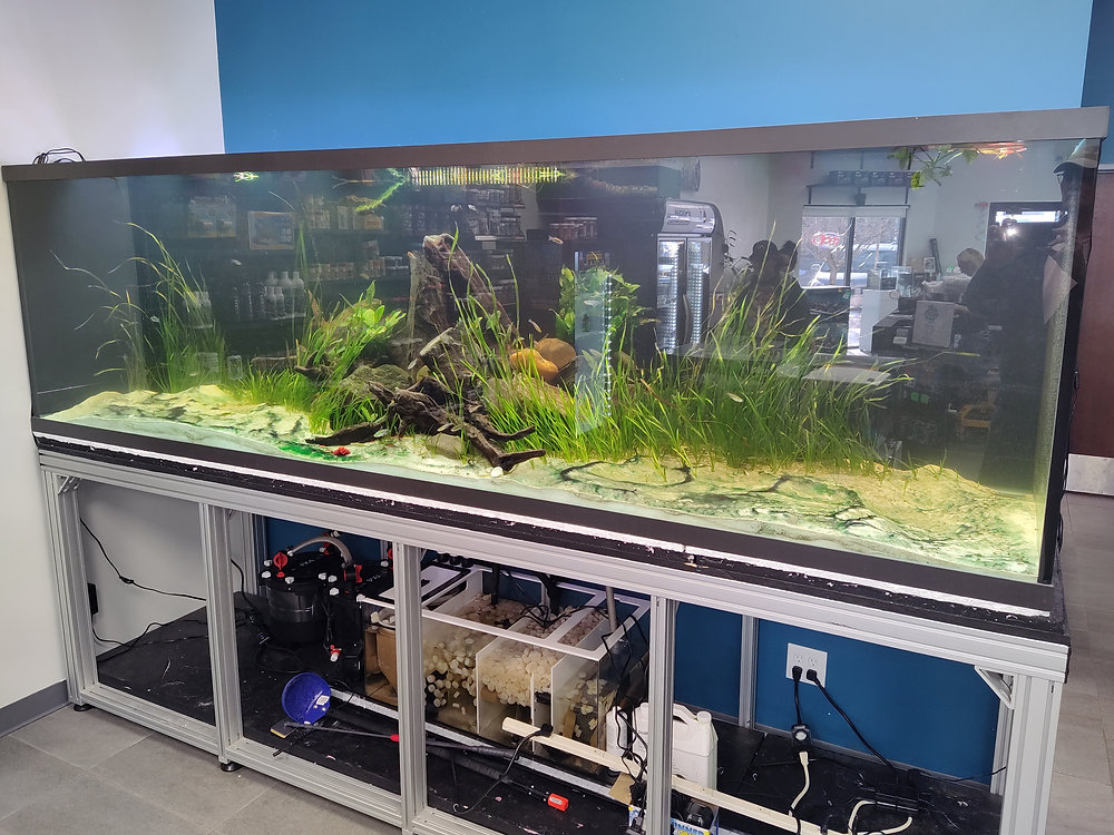 MC Aquatics Giant Display Tank