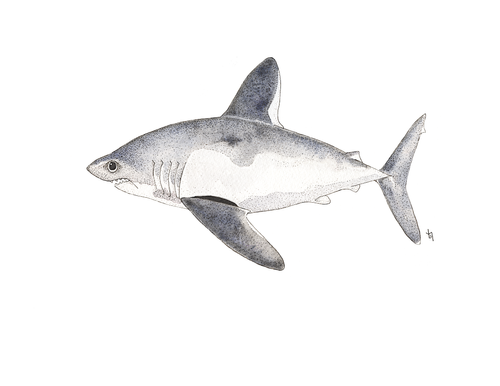 Snoopy, the Porbeagle Shark | Ben N Ink