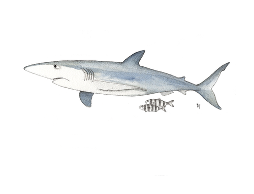 Tucker the Blue Shark | Ben N Ink