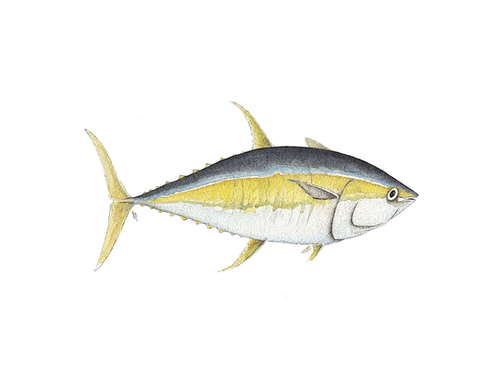 Susie, The Yellowfin Tuna | Ben N Ink