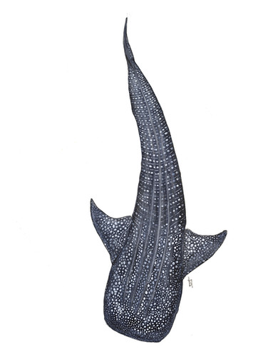 Sally, the Whale shark | Ben N Ink
