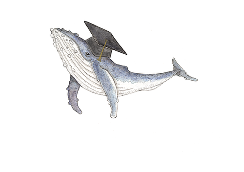 Graduation Whale Card | Ben N Ink
