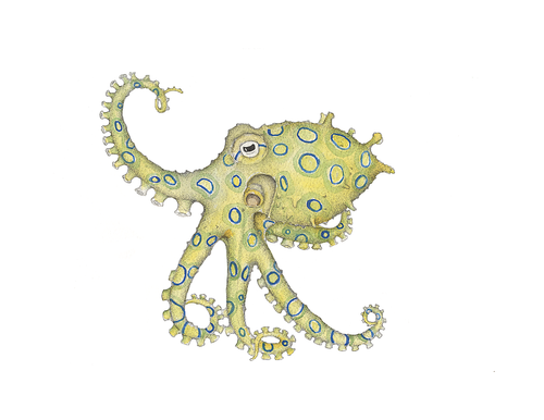 Bob, The Blue-Ringed Octopus | Ben N Ink