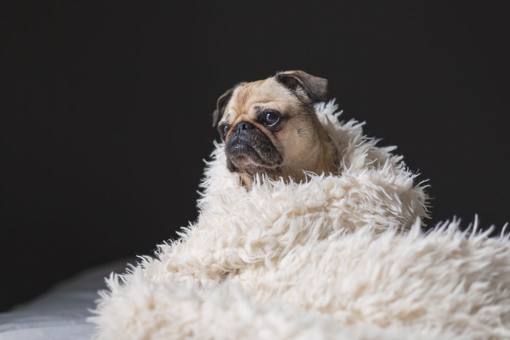 What Are Australia s Most Popular Dog And Cat Names What Are Australia s Most Popular Dog And Cat Names