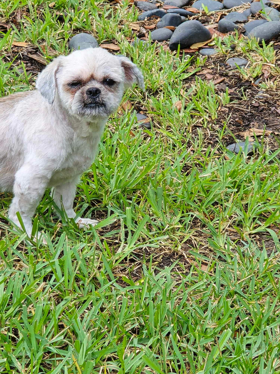 Fawn's Small Dog Rescue | Adoptable Dogs | Jacksonville