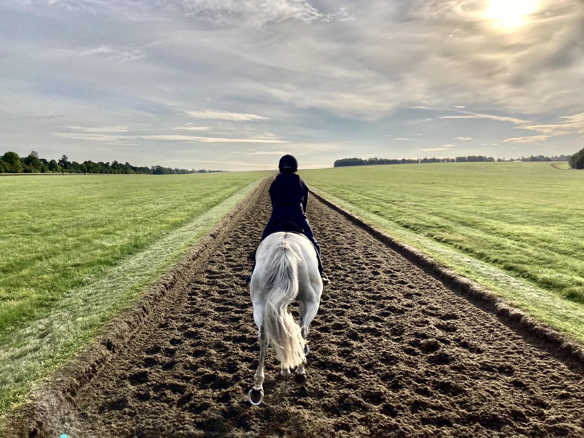 Roy Rocket, 2010-2021