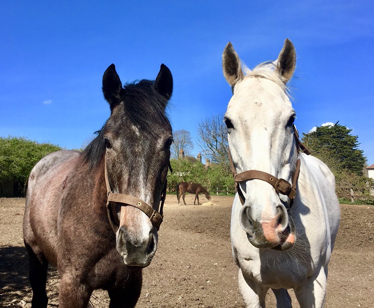 Roy Rocket, 2010-2021