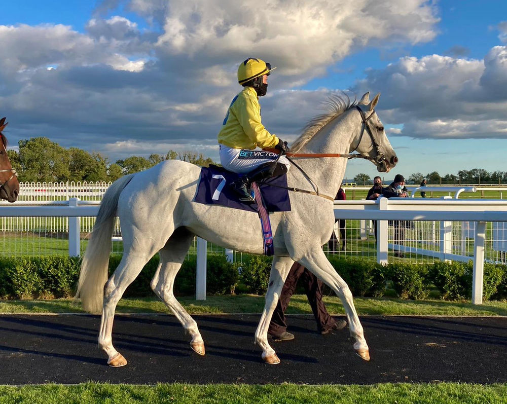 Roy Rocket, 2010-2021