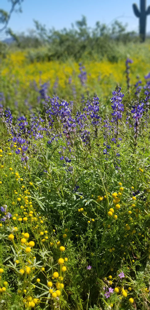 Spring & Wildflowers in Arizona