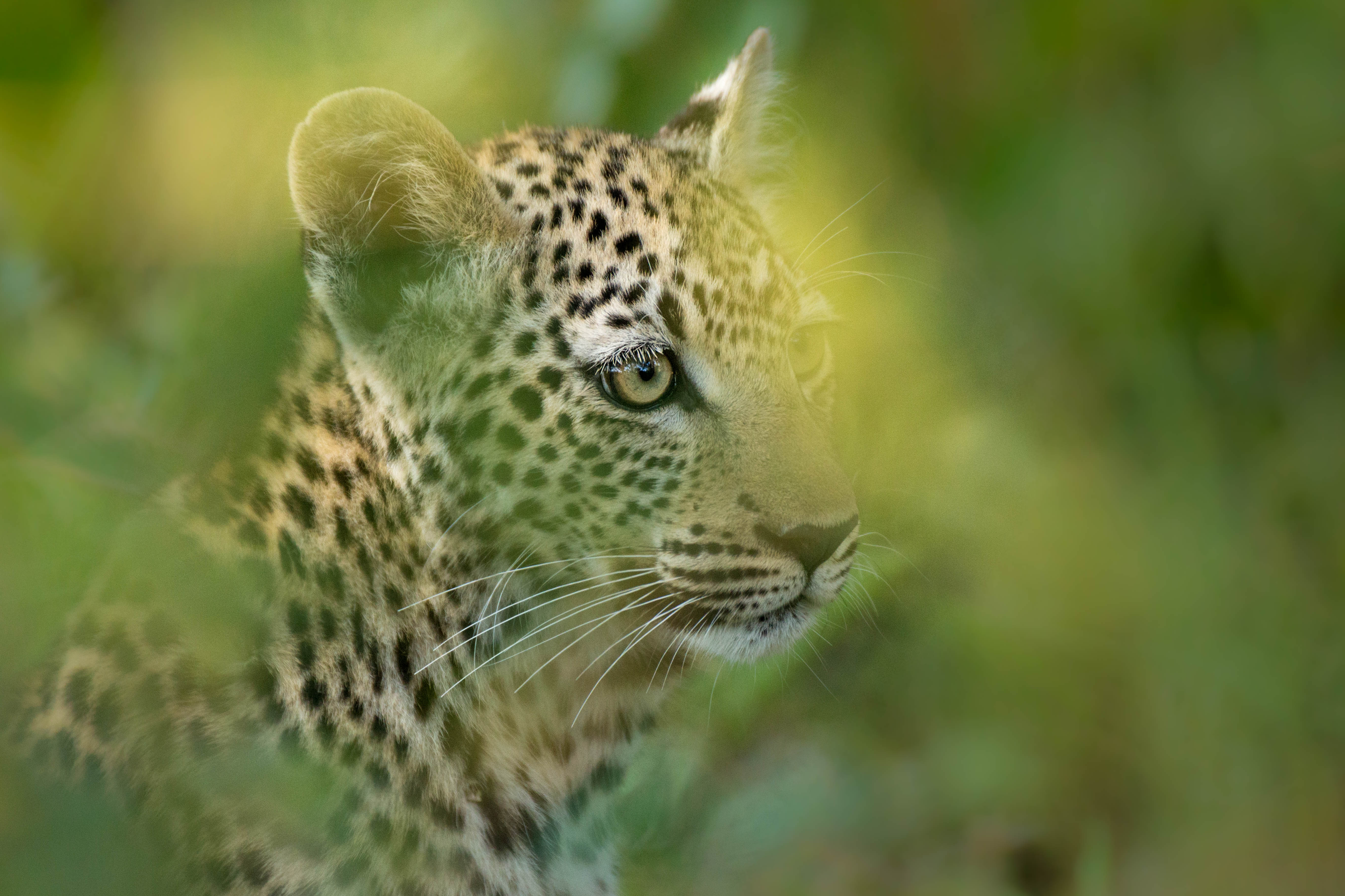 William Steel Photography | Porfolio | Wildlife