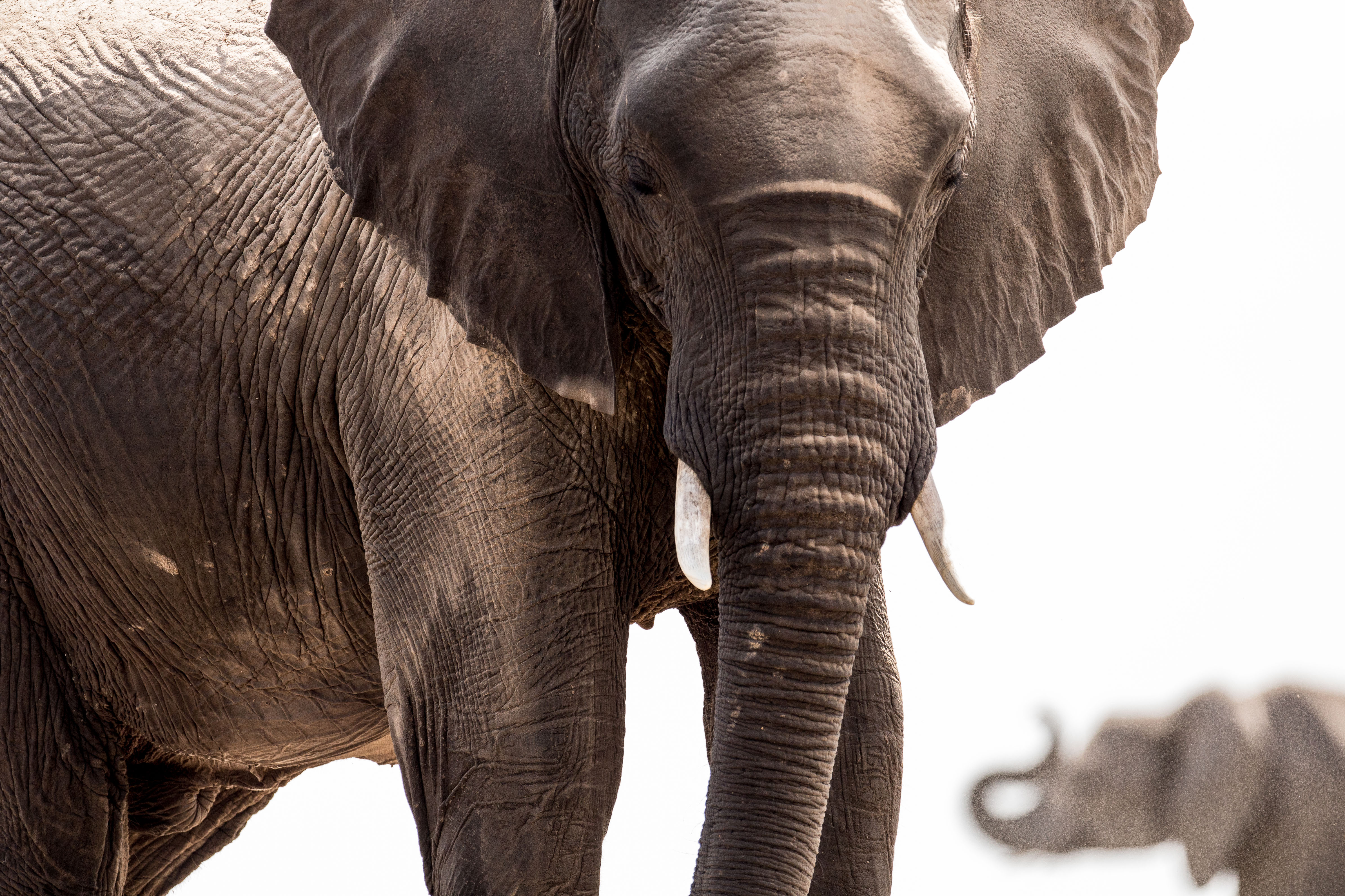 William Steel Photography | Porfolio | Wildlife