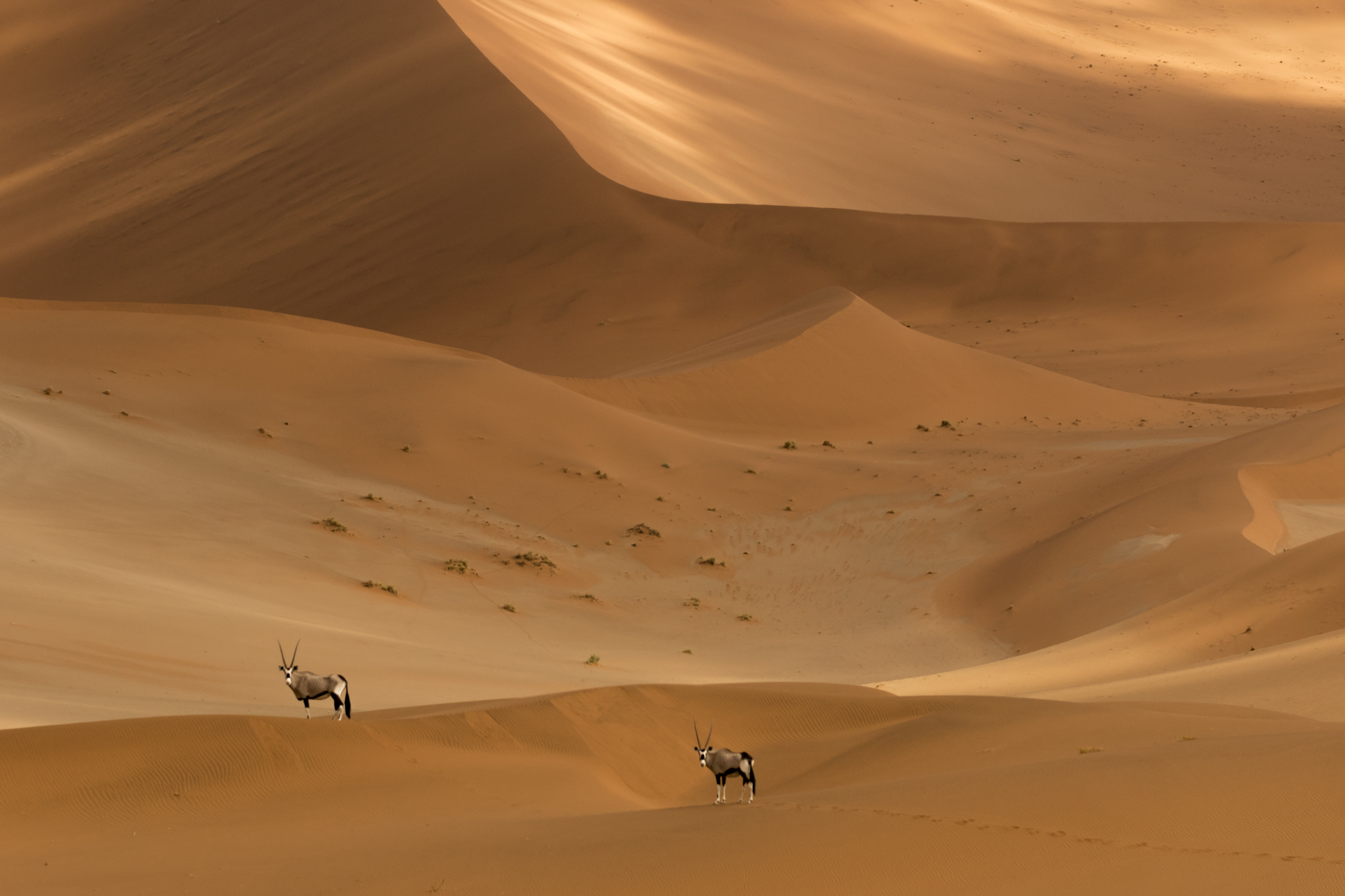 William Steel Photography | Porfolio | Wildlife