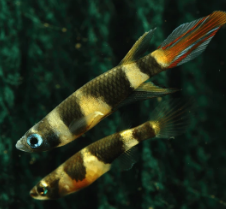 Clown Killifish (Rocket Killifish) | Fabled Aquatics