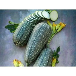 Grey Zucchini Squash (Calabaza) | Mysite