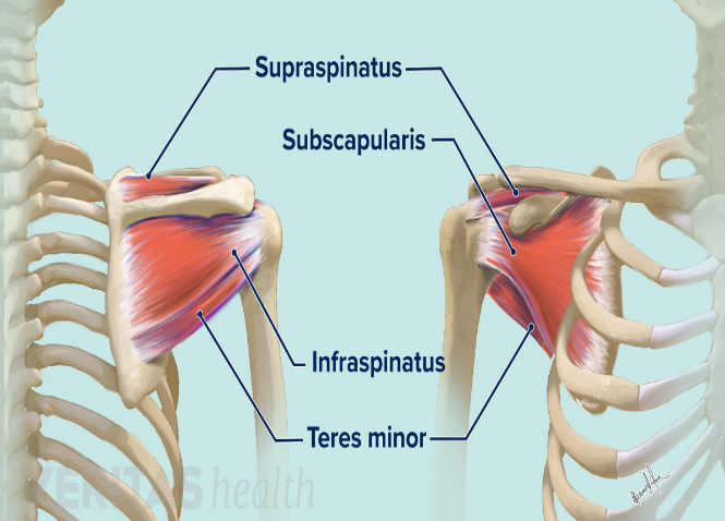 Why do my shoulder clicking?