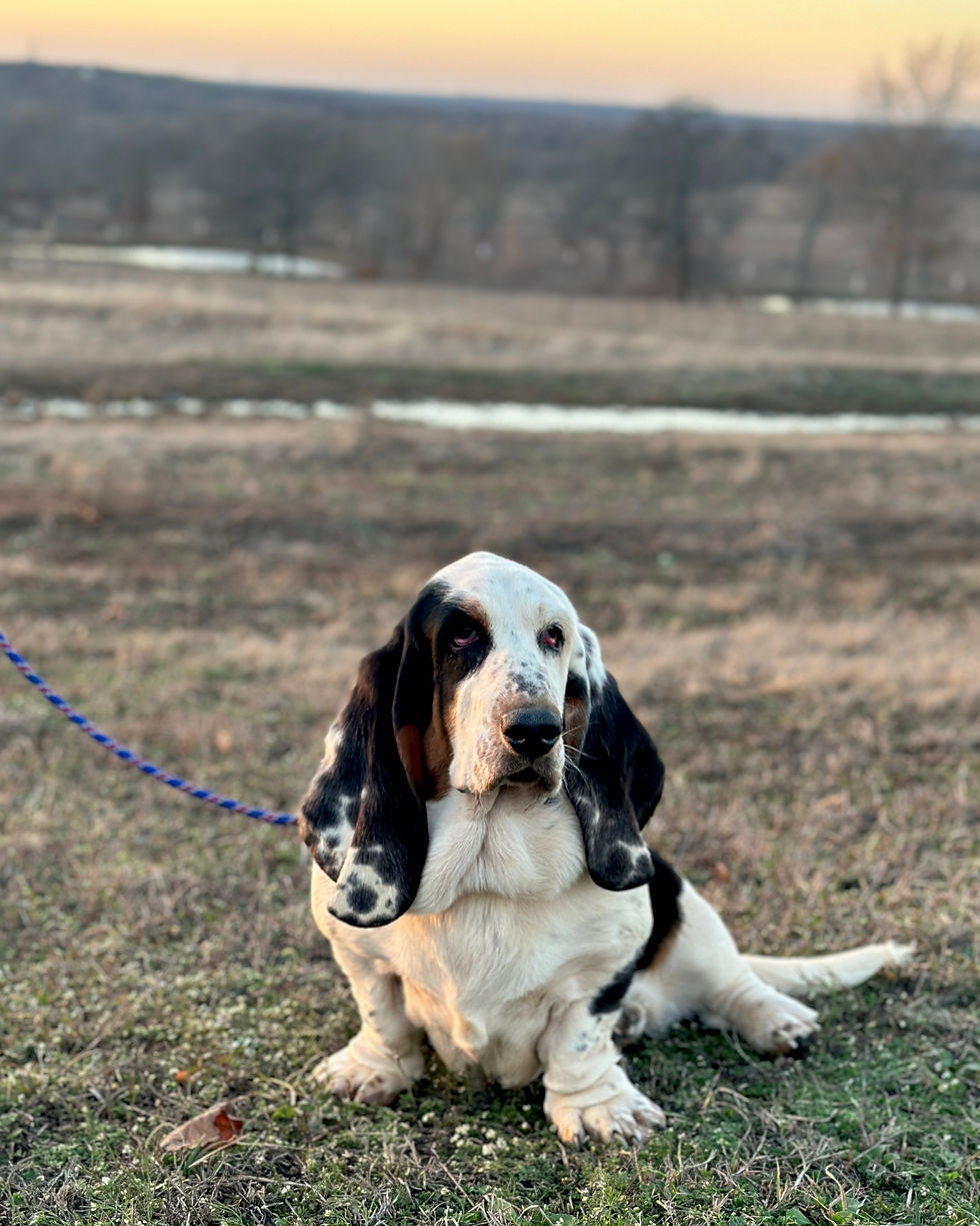 Males | Circle H Basset Hounds