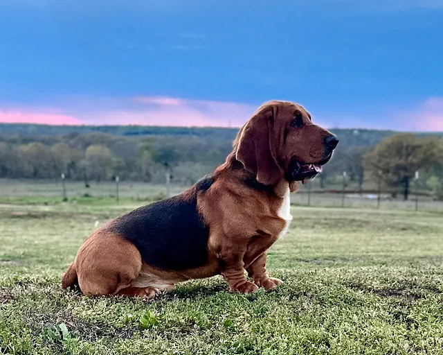 Males | Circle H Basset Hounds