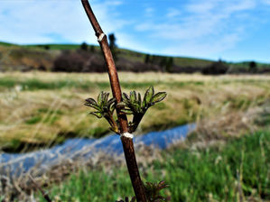 Palouse Conservation District | Pullman, WA