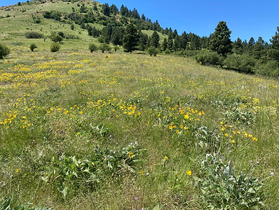 Palouse Prairie | Palouse Conservation District | Pullman, WA