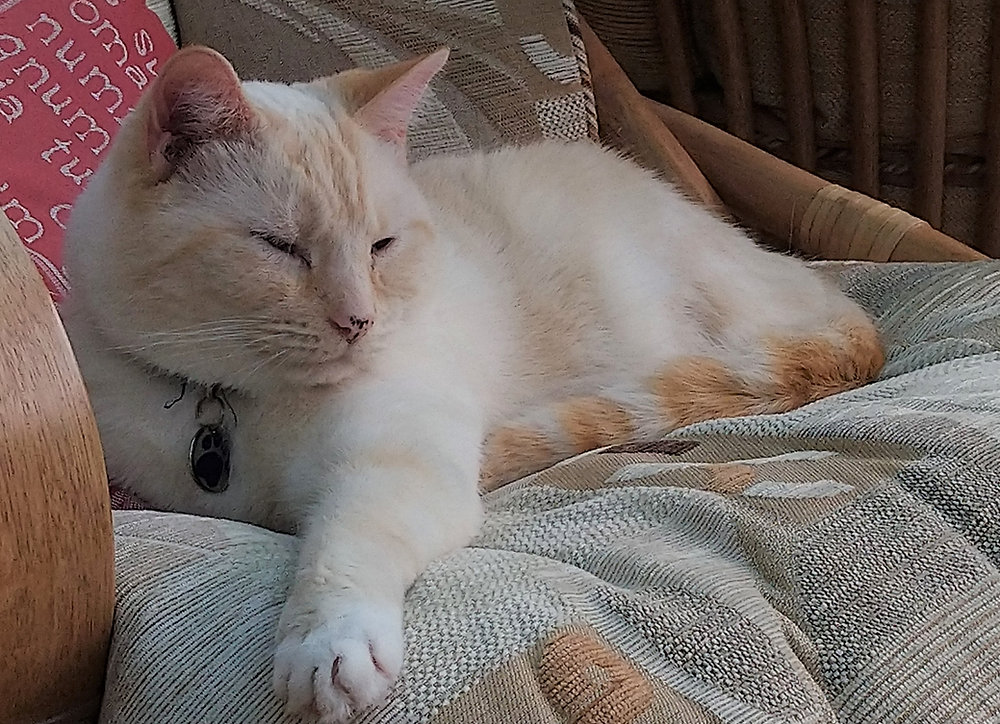 Monty's Diary Part 5 : The holiday . . . and a loudly meowing human kitten!