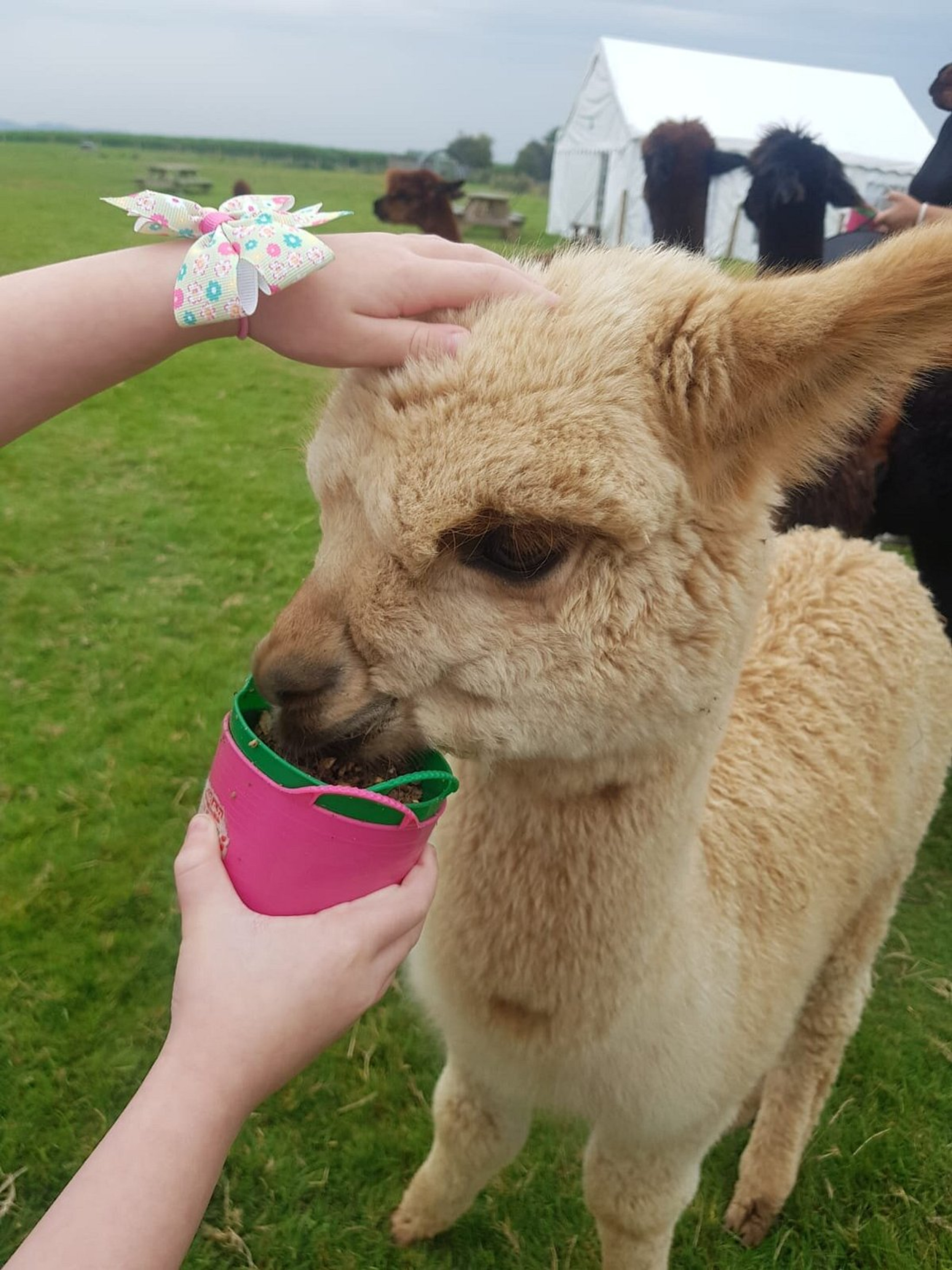 Alpaca Meet & Greet | Frankly Alpacas | England