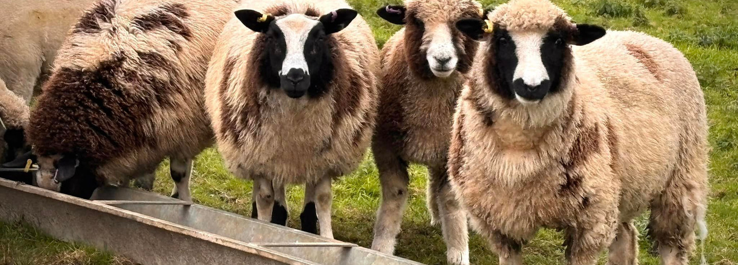Frankly Farm Tours | Farm Animal Experiences Shropshire | England