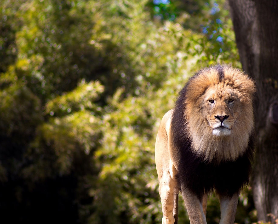 Home | Vision Quest Ranch | Salinas, CA