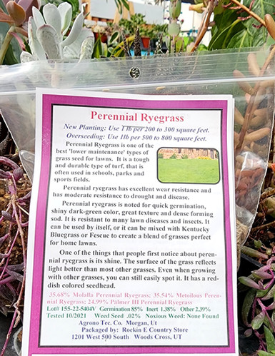 Perennial Ryegrass Packets | rockin-e