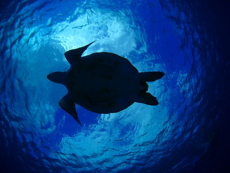 Tours, Turtles, Barbados, Cliff Sharker