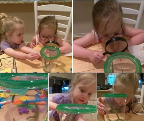 Mega Monarch Caterpillar Rearing Kit - 6 Caterpillars | DFW Butterfly ...