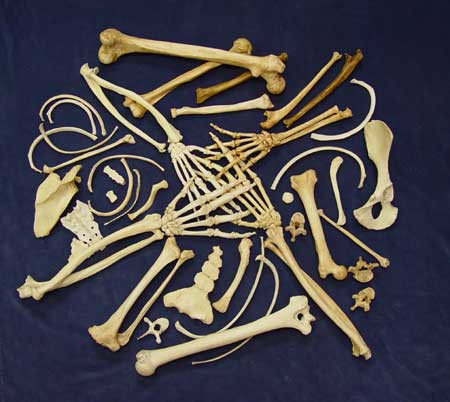 Bone Puzzle | France Casting