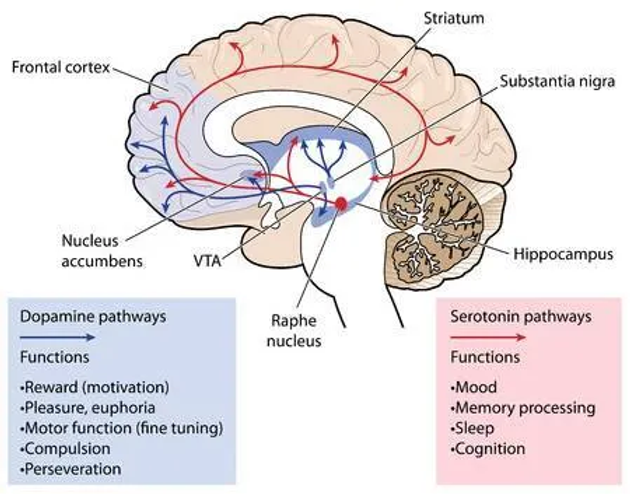 The Four Empowering Brain Chemicals!