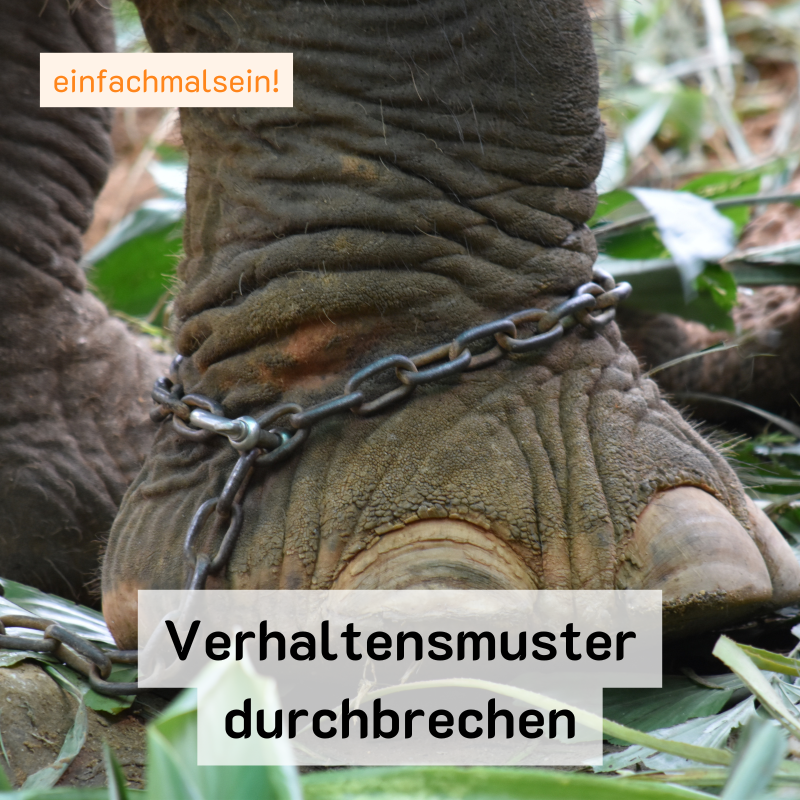 Verhaltensmuster durchbrechen: Wie du mit dem SORKC-Modell deine ...