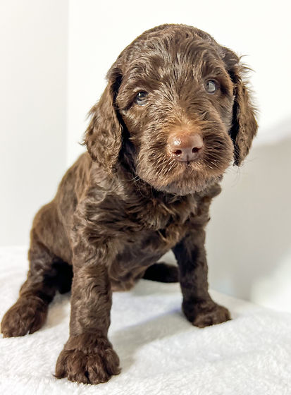 Guardian Opportunities | Juniper Ridge Poodles & Goldendoodles